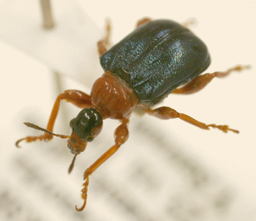 兵庫県立 人と自然の博物館 ひとはくブログ